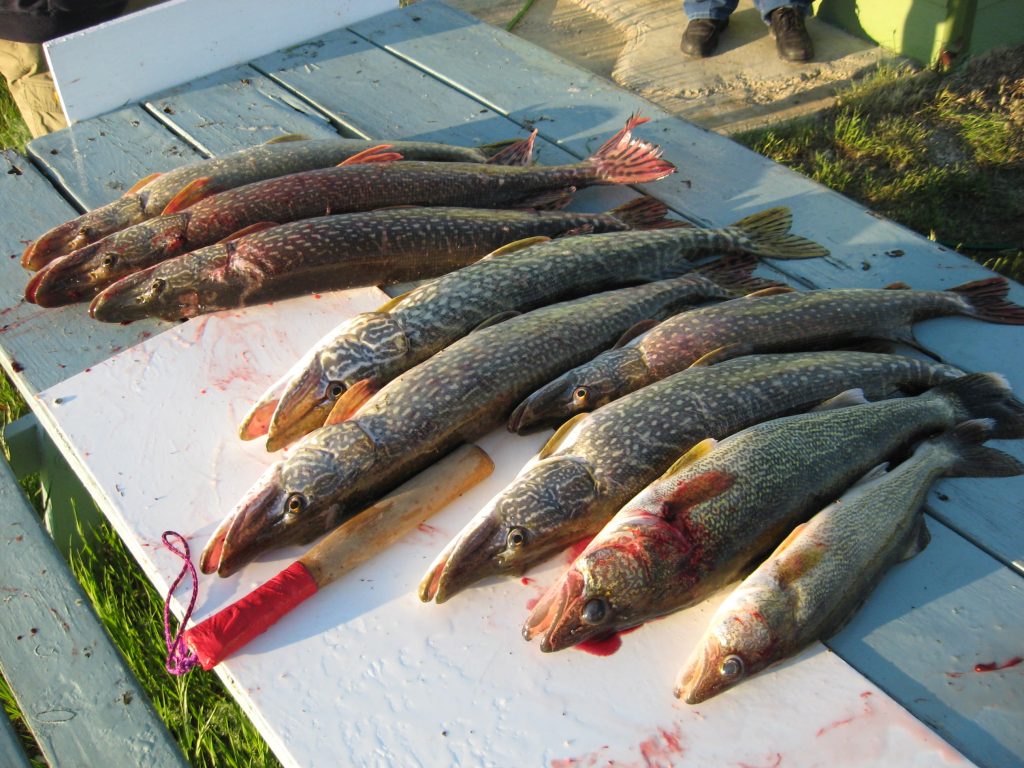 Your Catch - LDFCLDFC